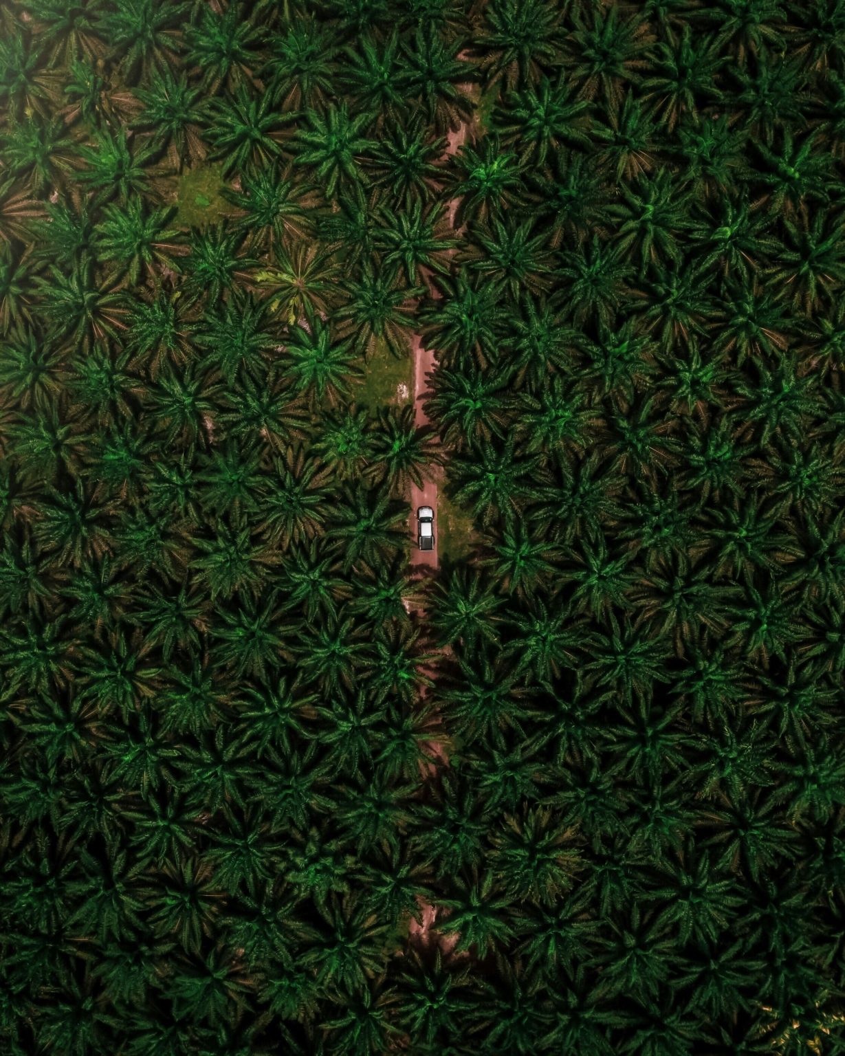 Indonesawit: Potret Luka Nusantara dari Hutan Belantara ke Hamparan ...